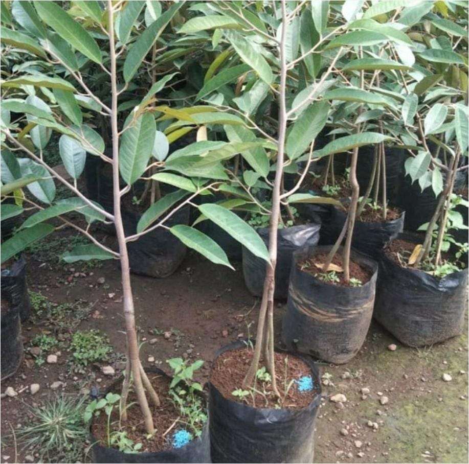 Pohon Durian Tinggi 1 Meter Bibit — Tanaman Buah Duren Kaki 3 Termurah ...