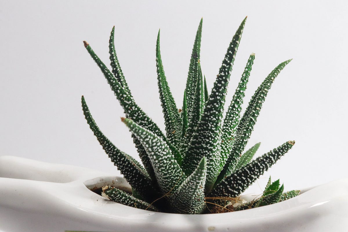 10+ Types of Indoor Succulent Plants | by seonearme | Medium