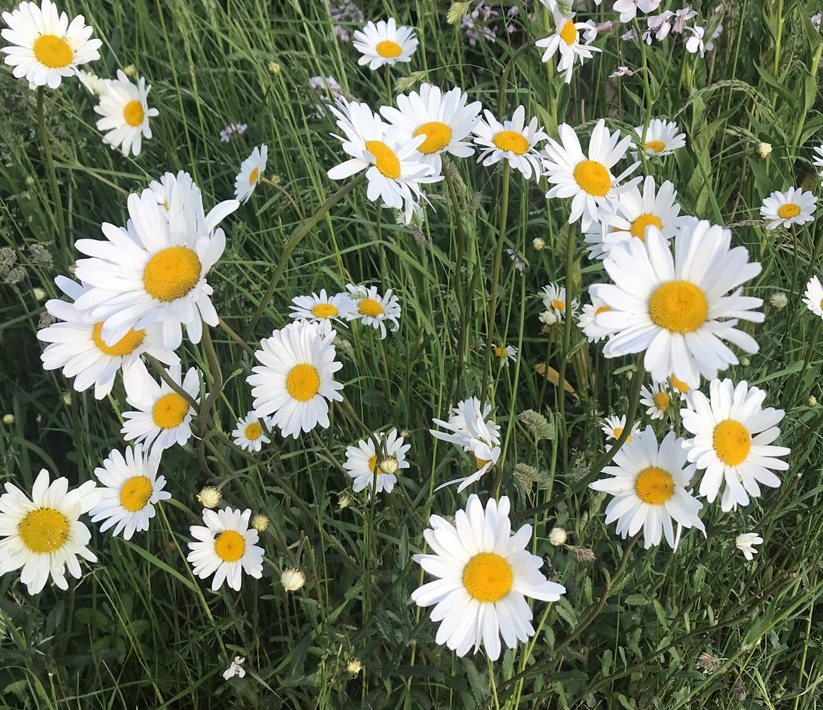 Daisy Dear daisy, Your white patel Make me realize how pure you are It ...