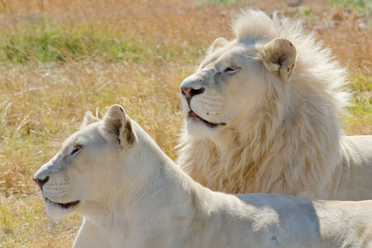 A Rare Lion. White lion | by Thoughts | Medium