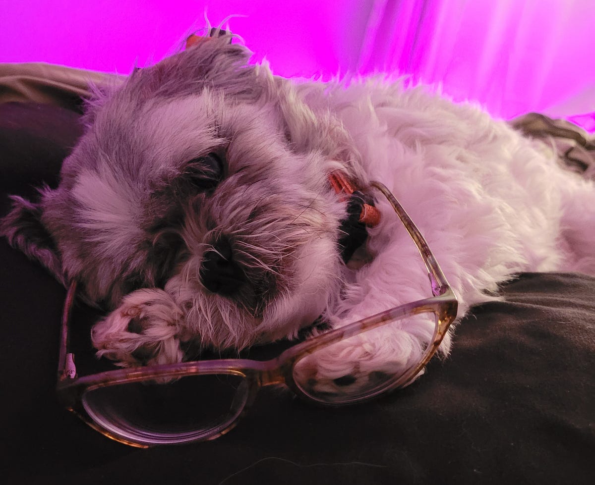Canine Chronicles: Shit My Dogs Say | by Elle Becker | Bouncin’ and Behavin’ Blogs | Jan, 2024 ...