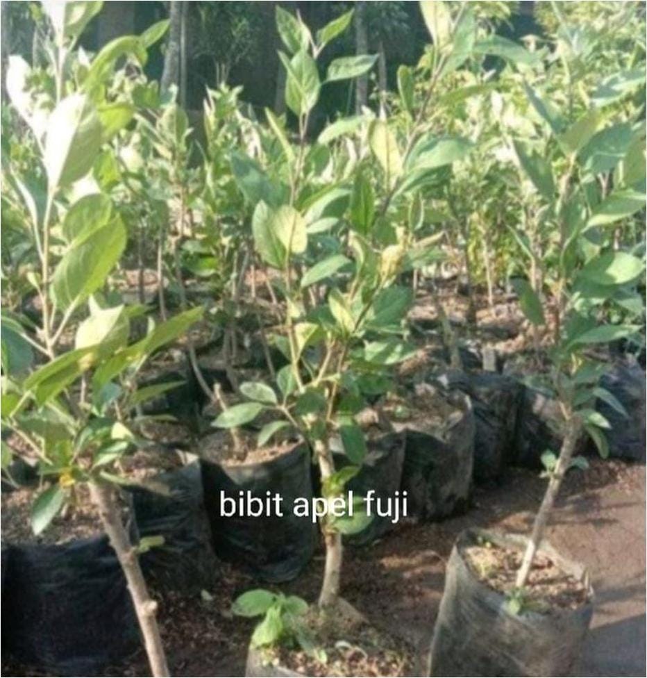 Bibit Apel Fuji Asli Dari Cangkok Garut | by Damarplantys | Medium