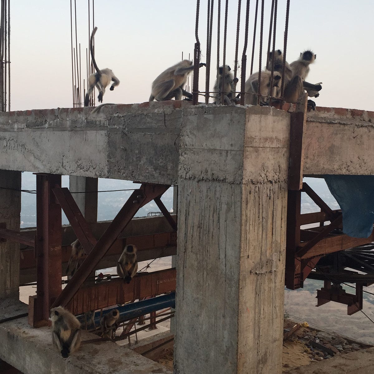 Pushkar — sunrise, kites and camels | by Ariel Meranus | Medium