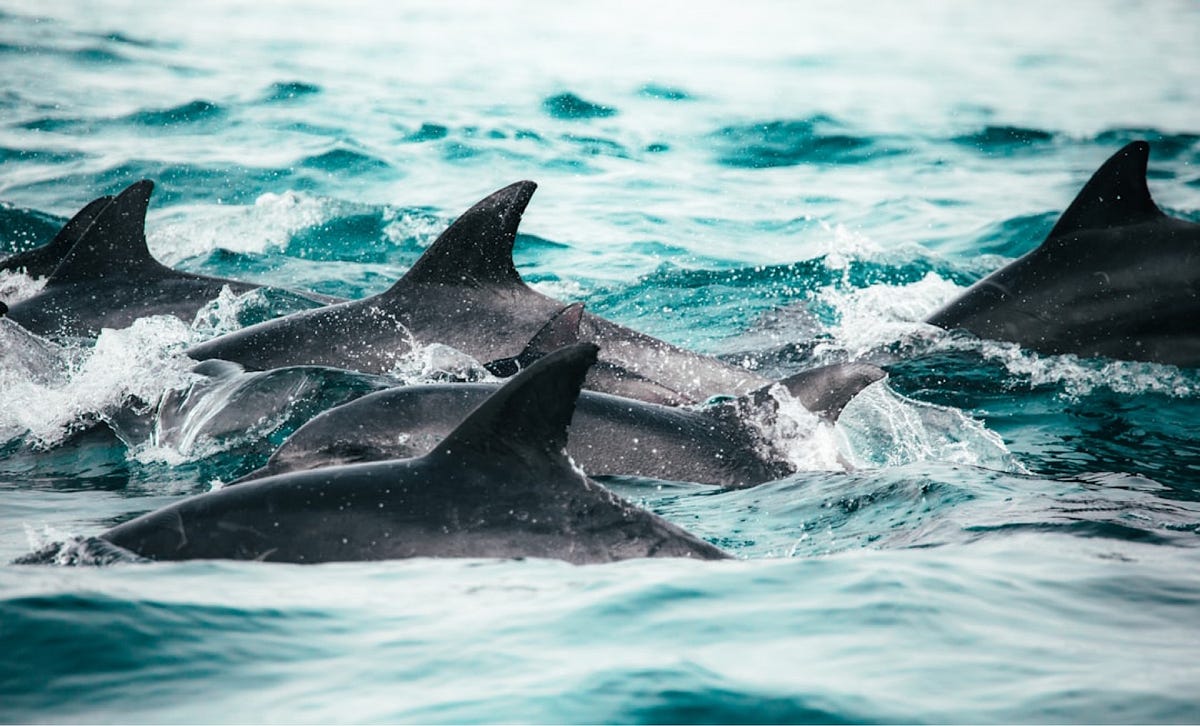 The Taiji Dolphin Hunt: A Vegan’s Perspective on Compassion and ...