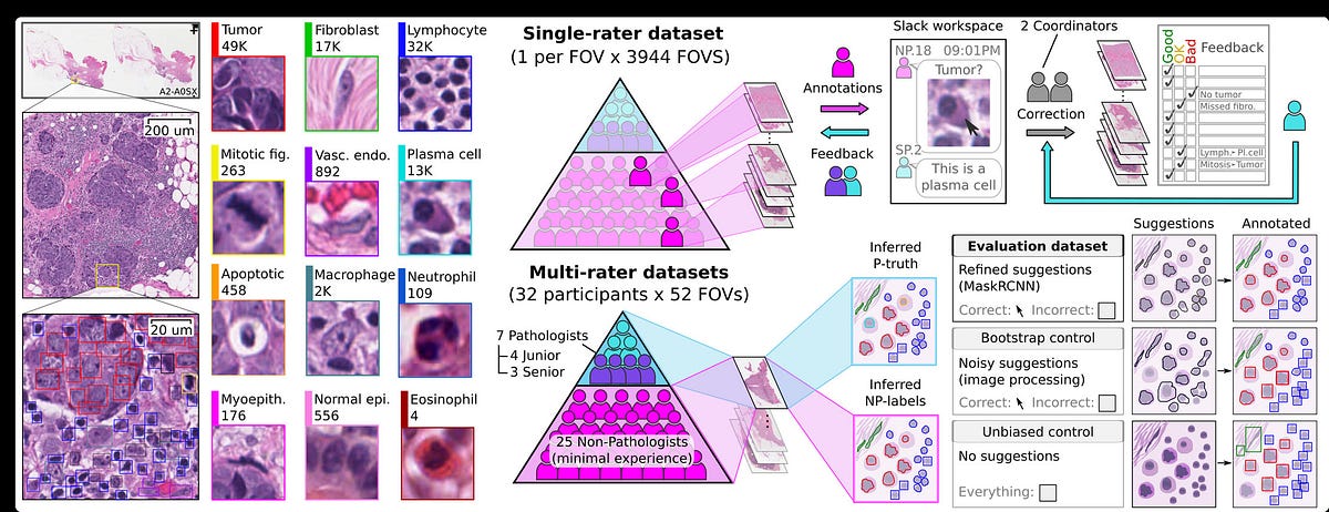 NuCLS Unlocked: Ready-to-Use Data for Nucleus Detection & Segmentation ...