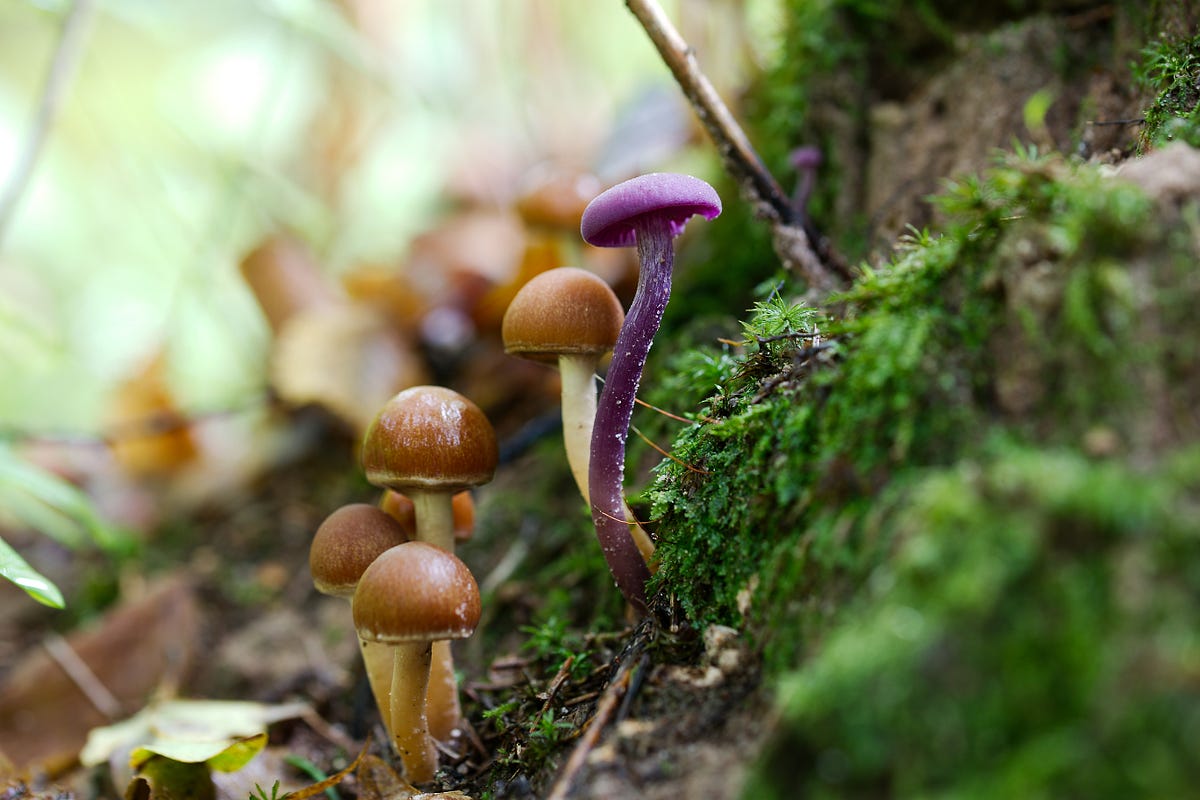 How does life create conditions conducive to life? | by Daniel ...