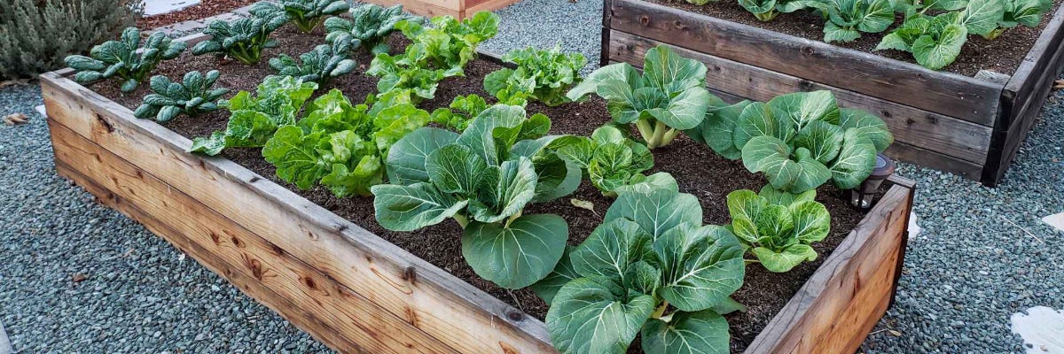 How to start farming at home. This is my project; I decided to quit ...