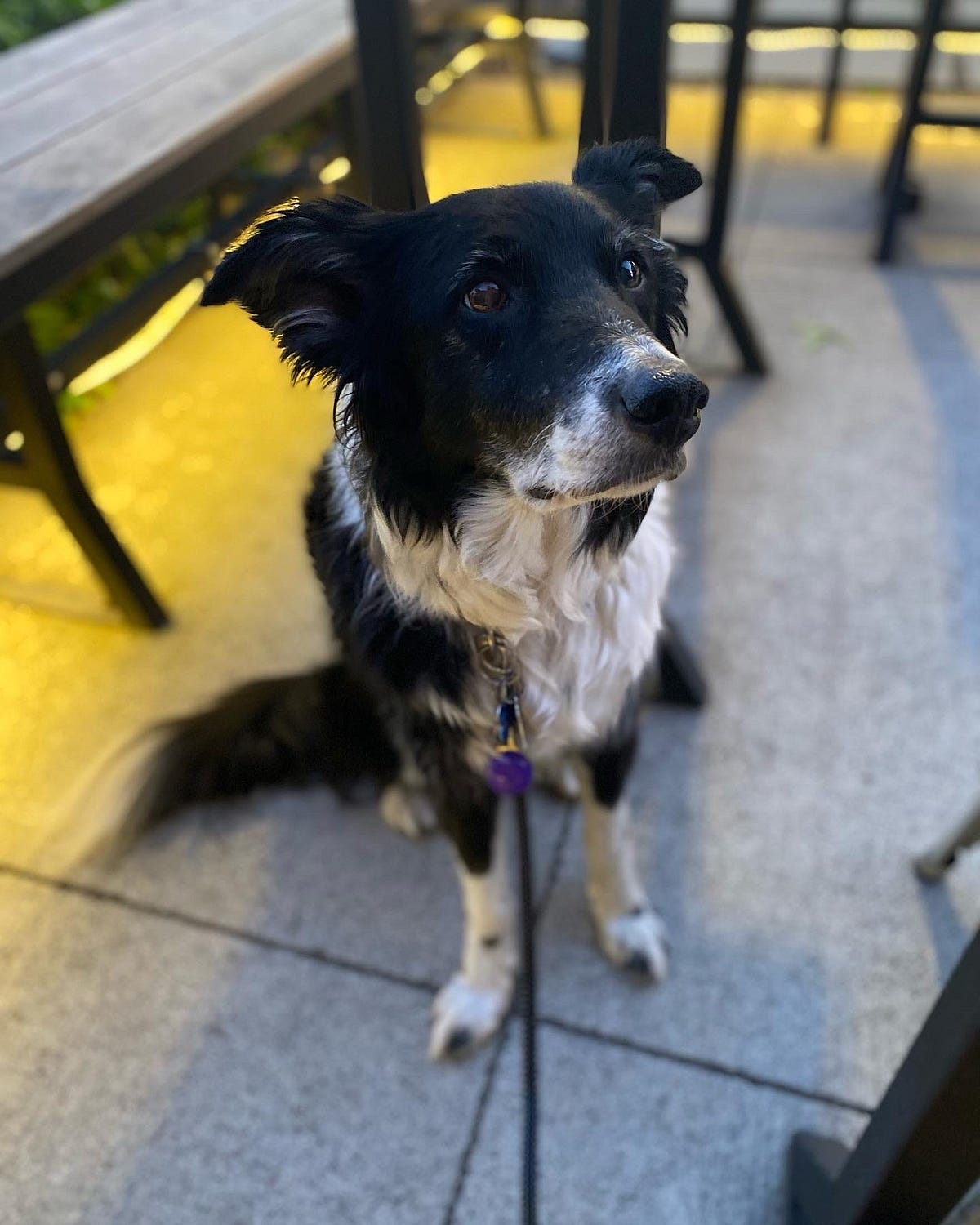 Puppy Love -A Ruff Draft.. Hello and welcome to a special ‘behind… | by ...