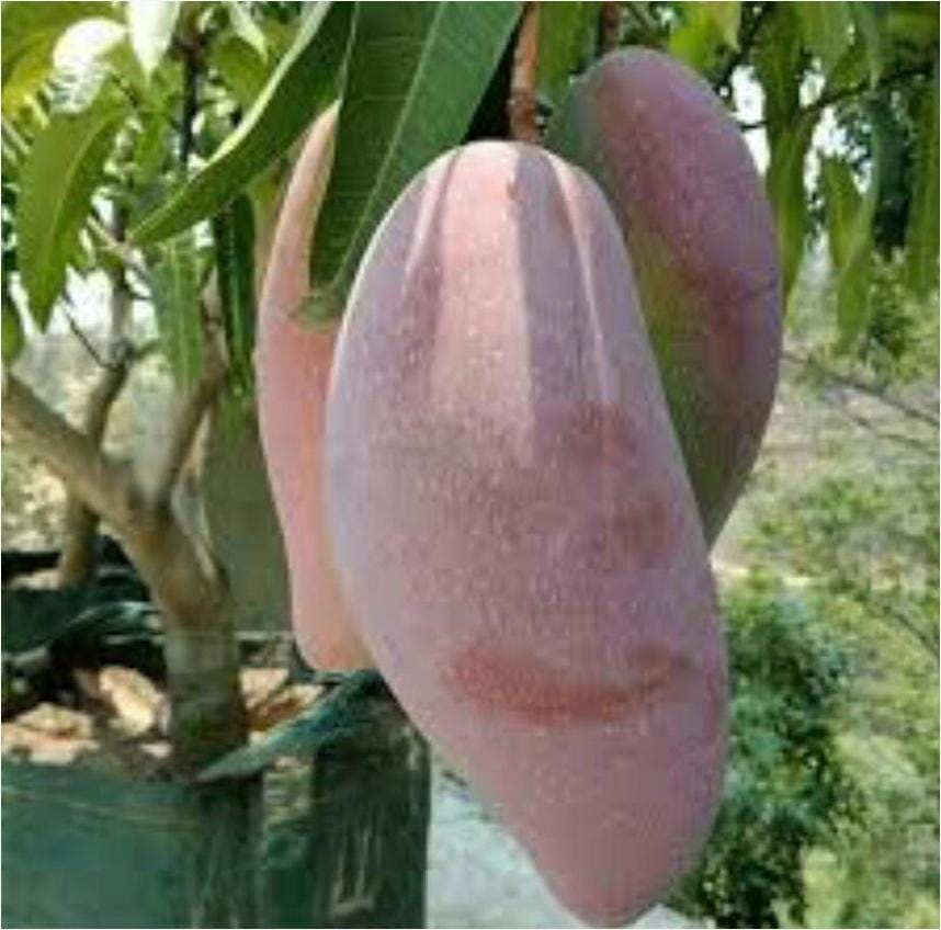 Bibit Mangga Red Ivory Asli Wonosobo Terlaris | by Agro Tani Berkarya ...