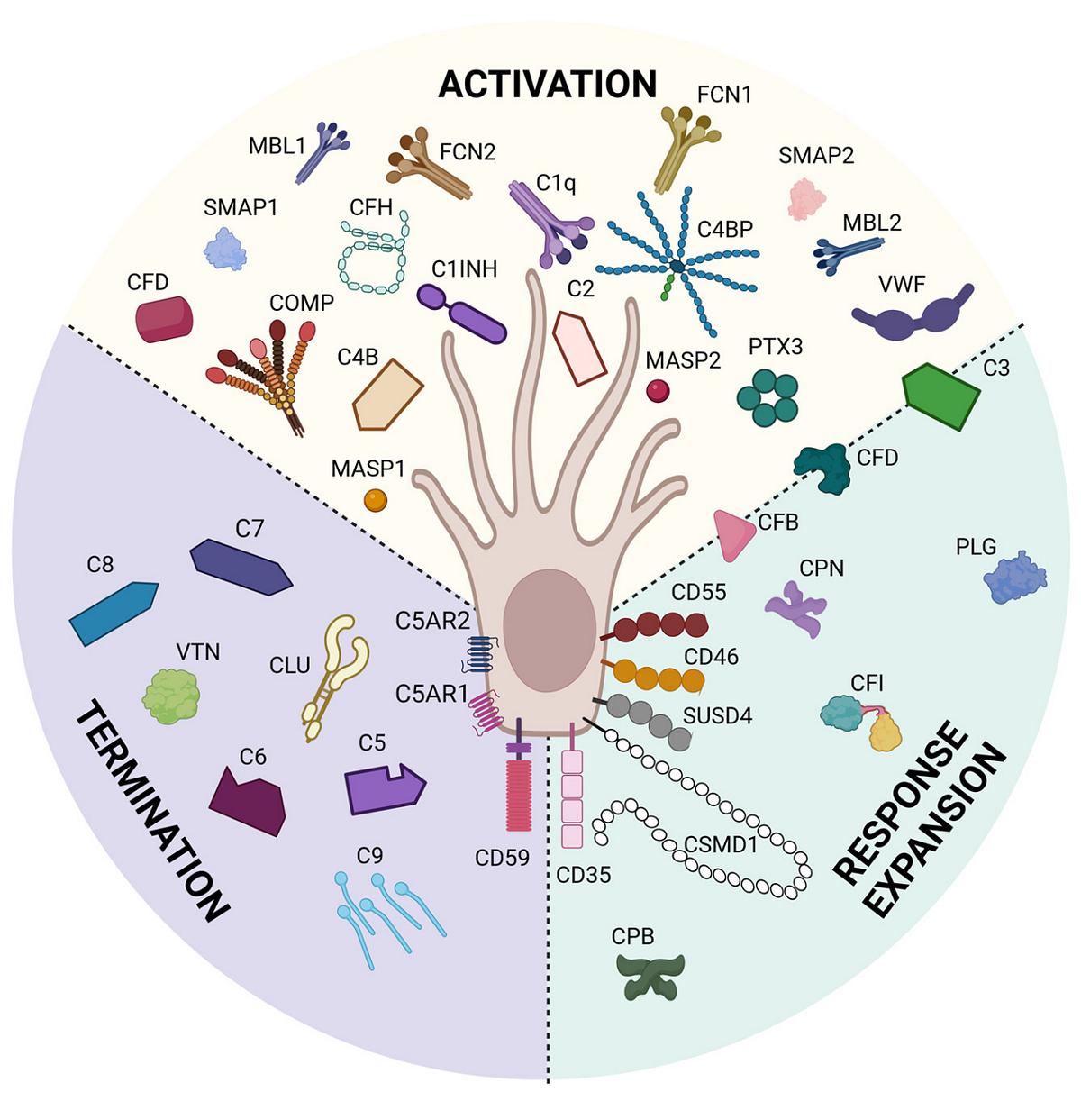 The complement receptor CD35. CD35, also known as complement receptor ...