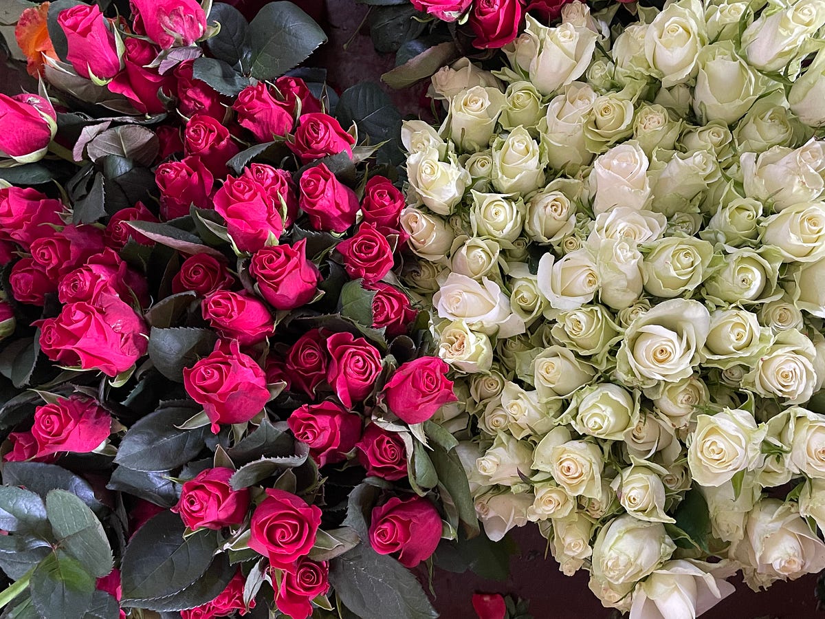 Magical Ideas for Gifting Roses. The Traditional Bouquet (But With a ...