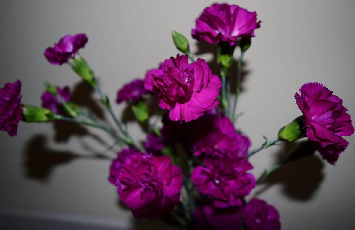 Flower Photography | by Allison L. Bruhl | Medium