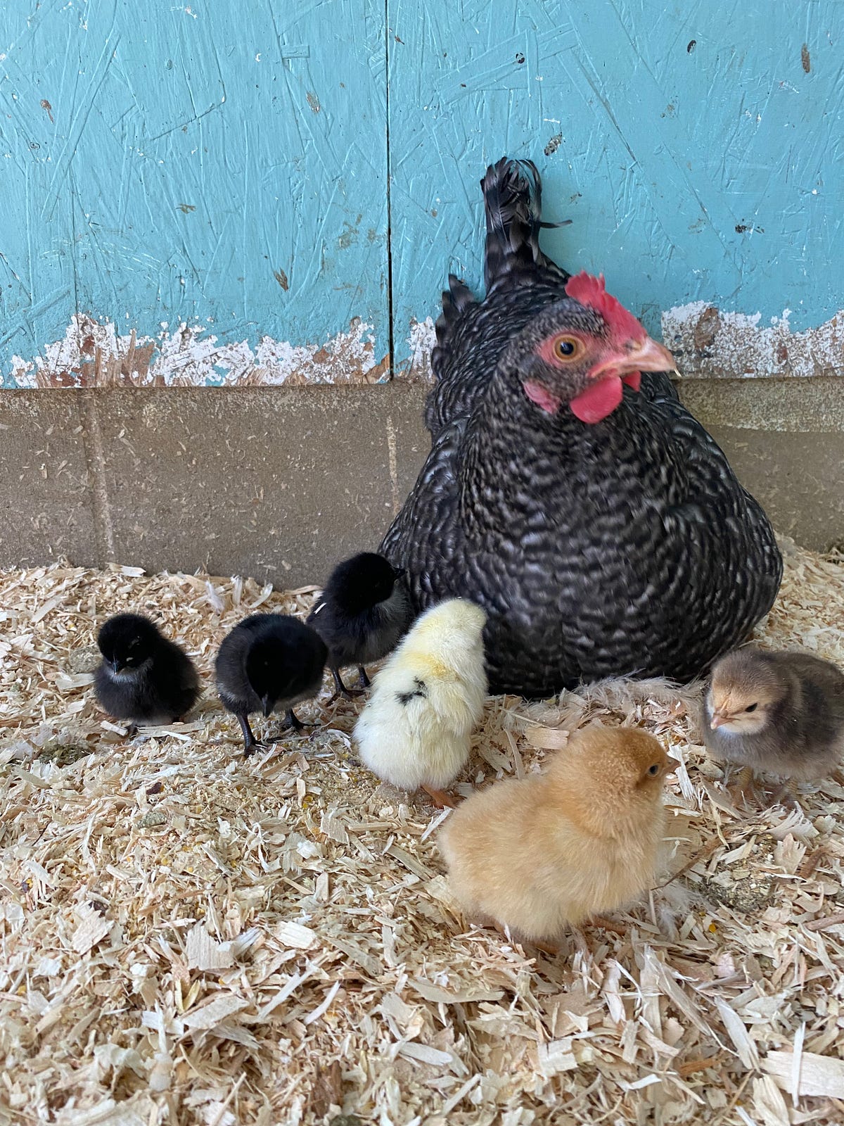 Farm Friday, May 3rd, 2024. Baby chicks! | by Andrew Gaertner | Medium