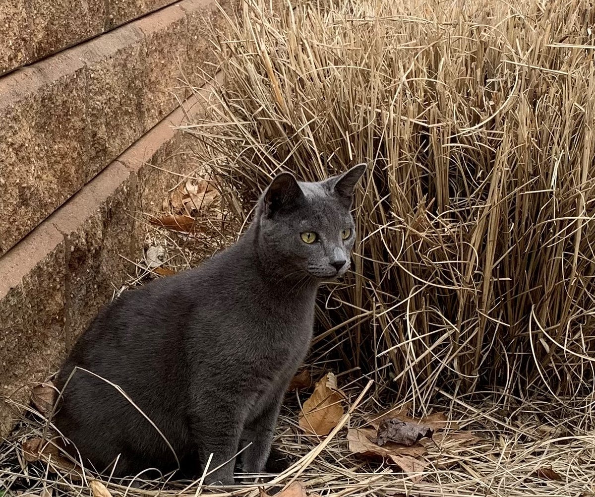 Kitty Robot Litter Box: An Innovation Story | by Vanessa Roknic | Medium