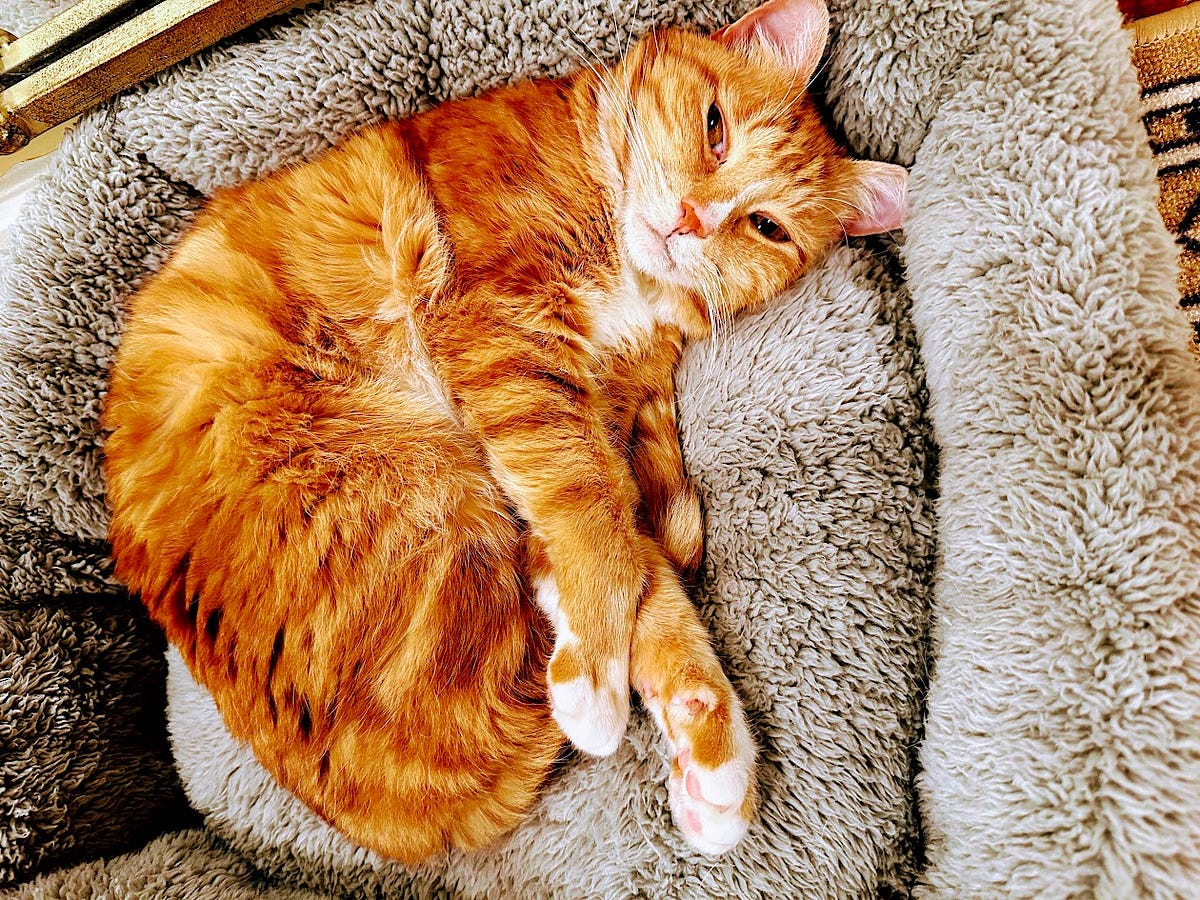 Lessons Learned from Animals. Appreciating the joyful moments that ...