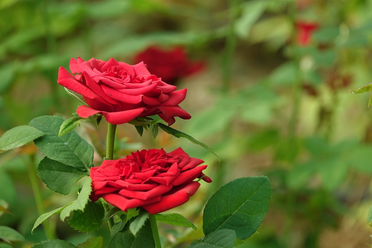 How to Use Baking Soda for Roses: A Practical Guide to Caring for and ...