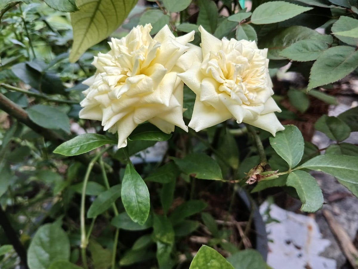 Roses Make My Life Beautiful. A Poem for Roses Lovers | by Kisha | Know ...