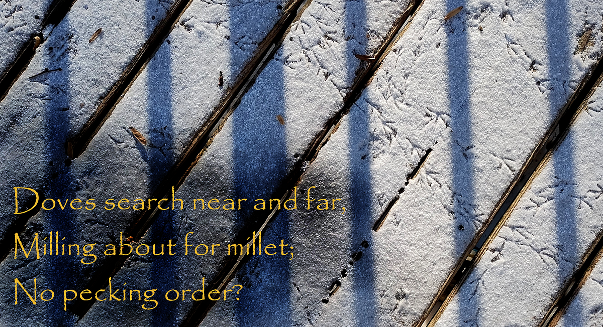 Haiku: Footprints. Ain’t nobody here but us pigeons | by K R Smith ...