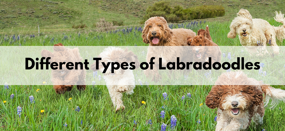 The Different Types of Labradoodles You Can Find on Christmas | by ...