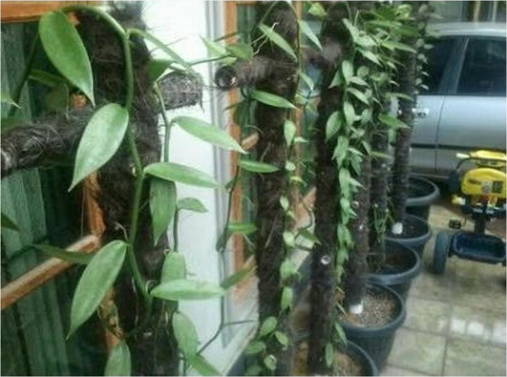 Bibit Stek Vanili 20–30Cm — Tanaman Anggrek Panili Pohon Vanilla Vanila ...
