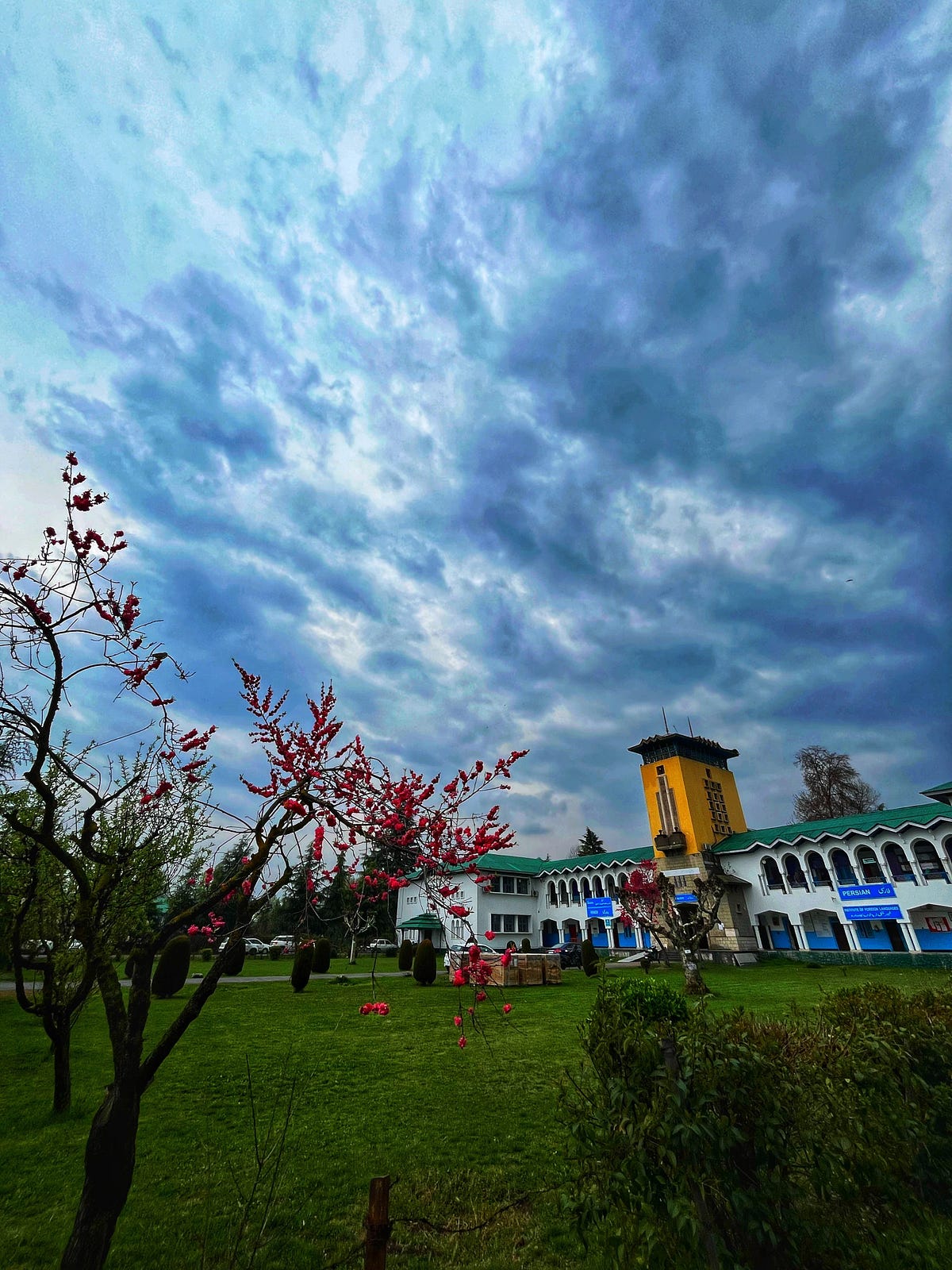 Wilted Flower (photograph by Fatima Mujahid) | by Aimanshowkat | Apr ...