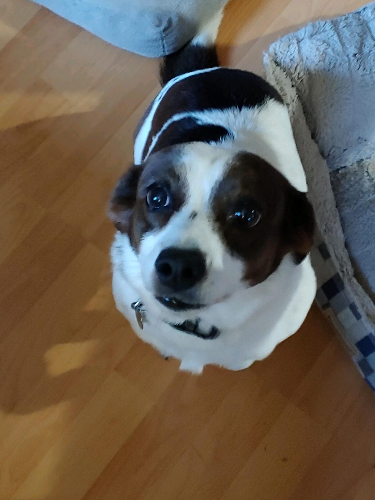 Dogs are people too. Dogs are people too. I thought of my… | by Wendy ...
