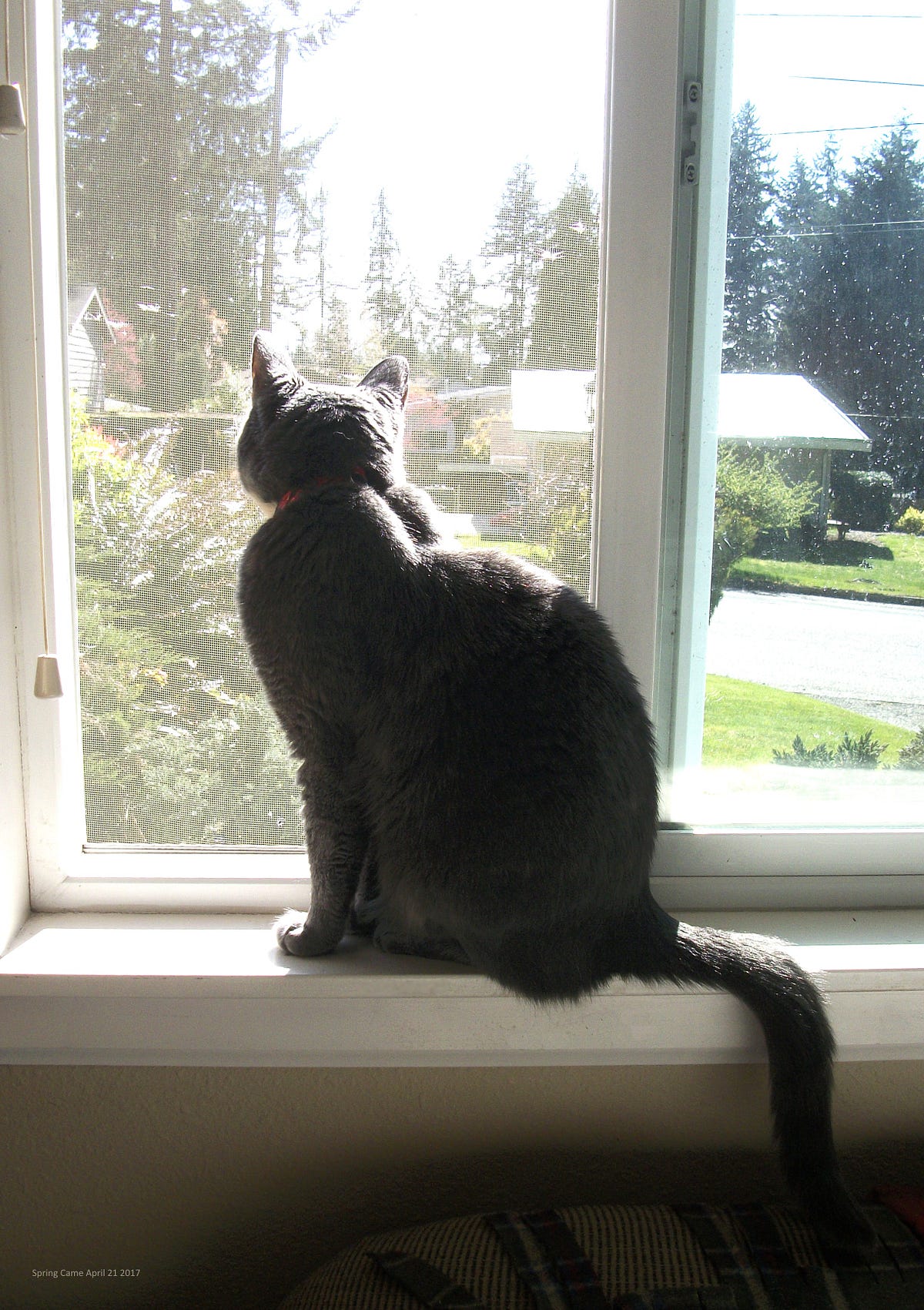 VALUES — Cats or Screens — Which is more important? | by Susan G ...