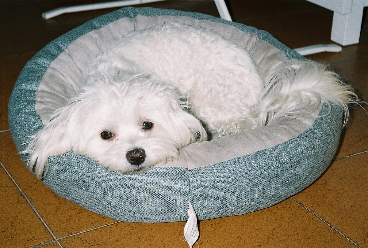 Maravilla del Mes: Mi perro, Sam | Medium