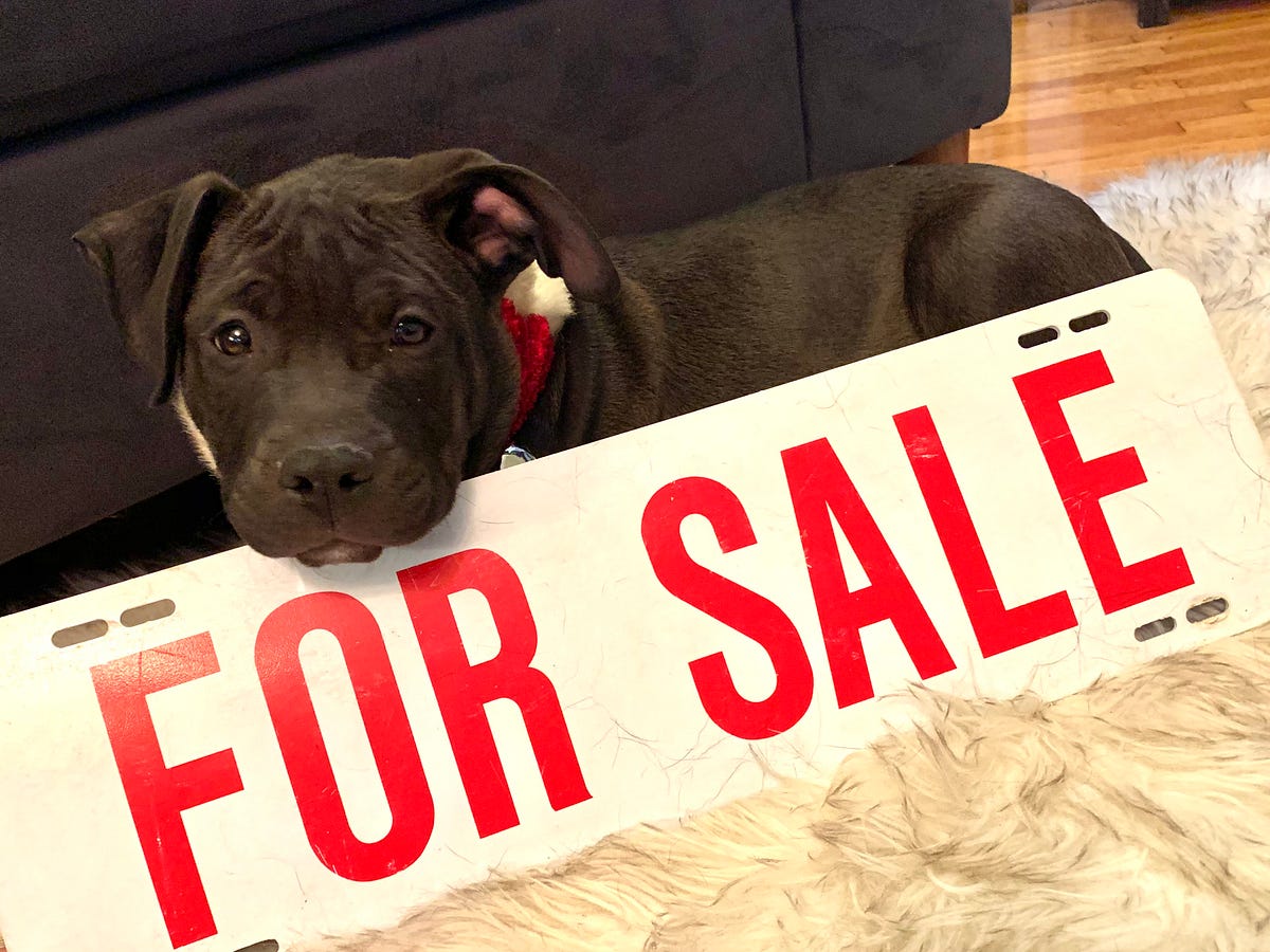 Tips for adopting a pup in this “dog’s market” | by Kara Markley ...