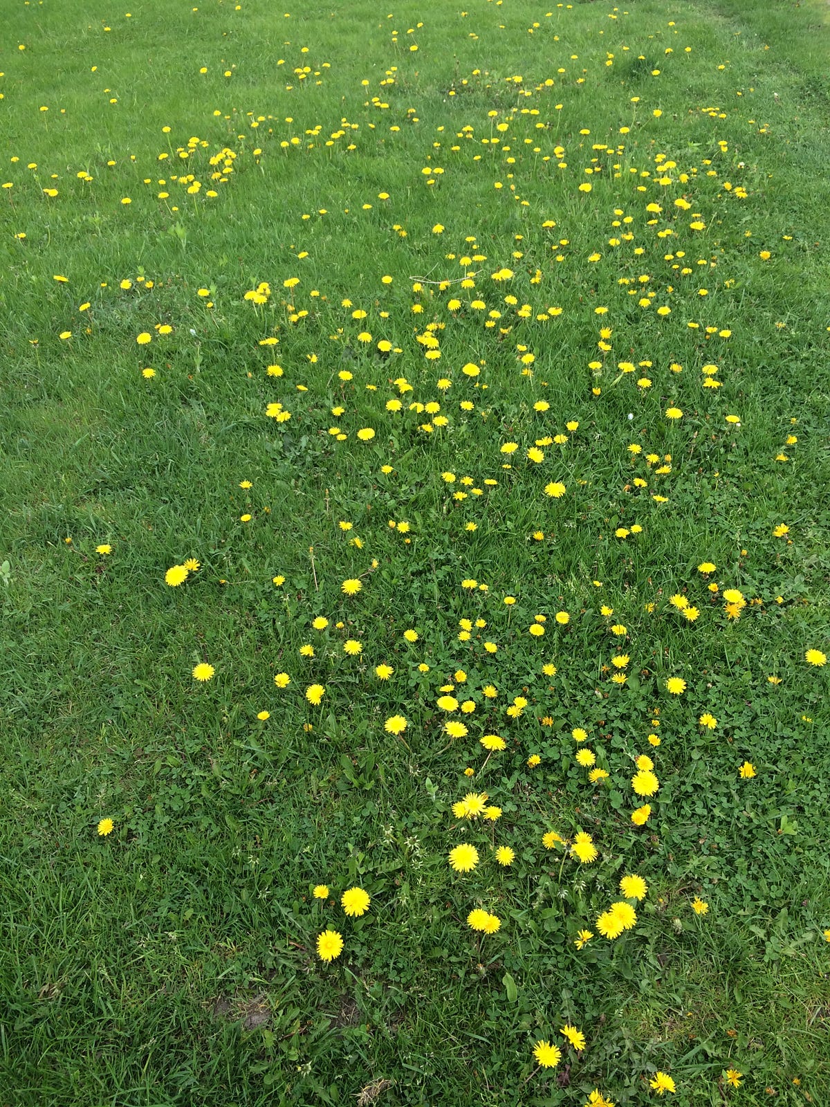 Lato. Przypomnienie lata. | by Mirosław Dworak | Medium