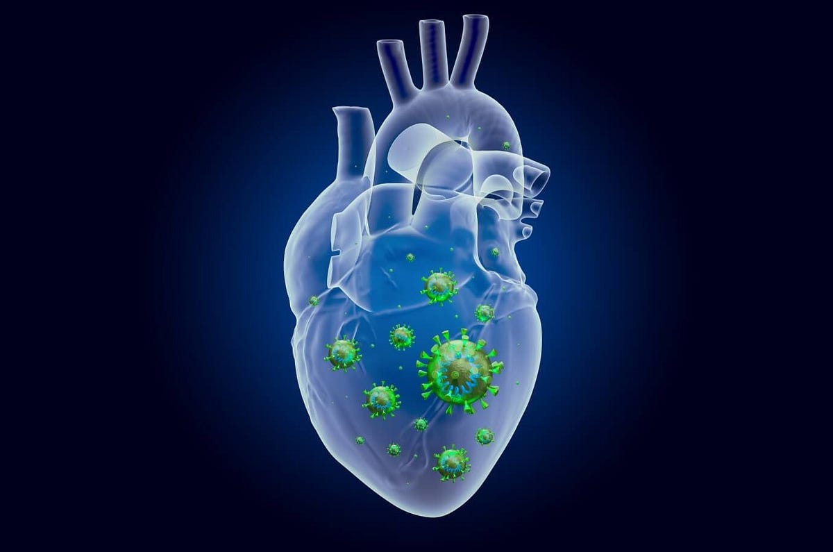 Autoimmune myocarditis. Autoimmune myocarditis is an autoimmune… | by ...