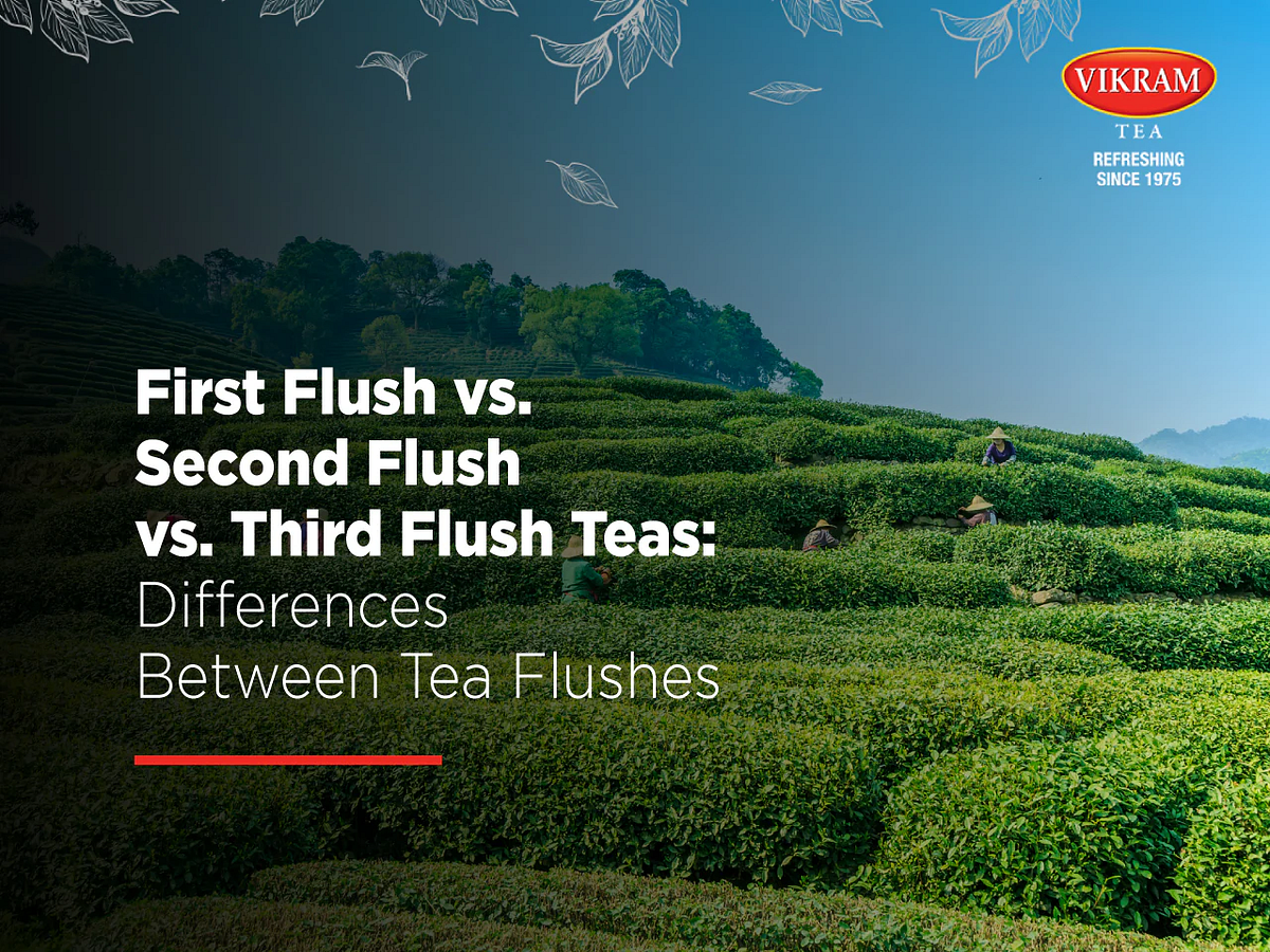 Understanding the Significance of Second Flush Tea | Vikram Tea | by ...
