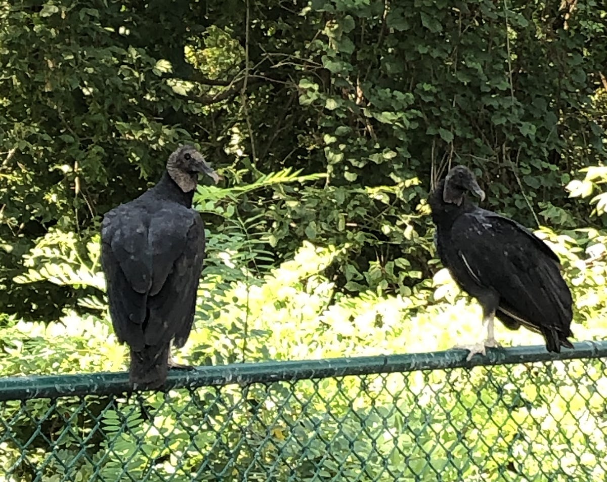 Garbage People. Recently, I was scammed. I am still… | by Janet Beebe | Medium