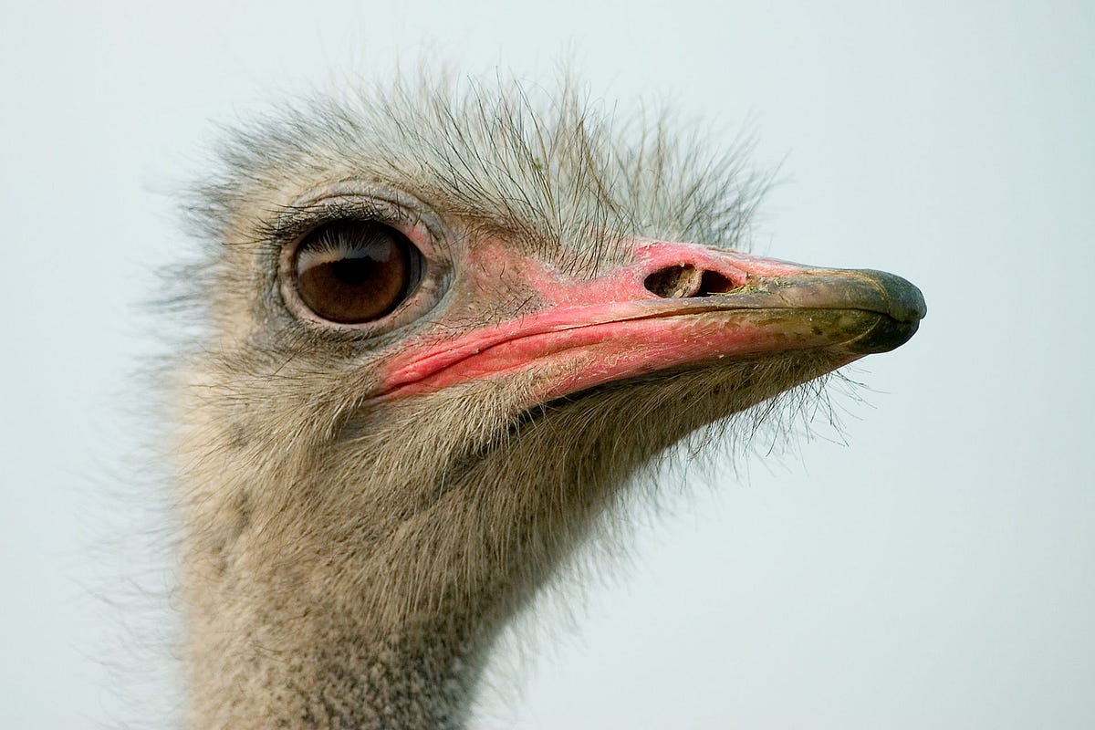 Sad Ostrich