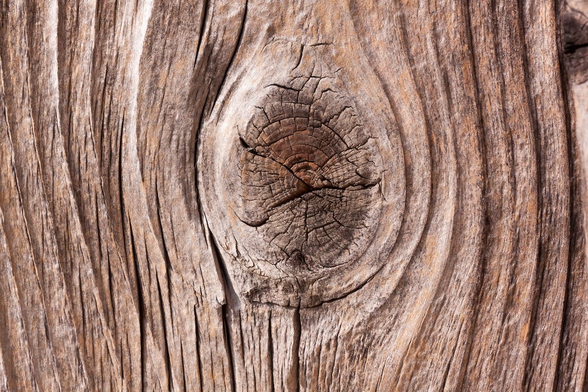The History of Tree Writing. The history of tree writing is a long ...