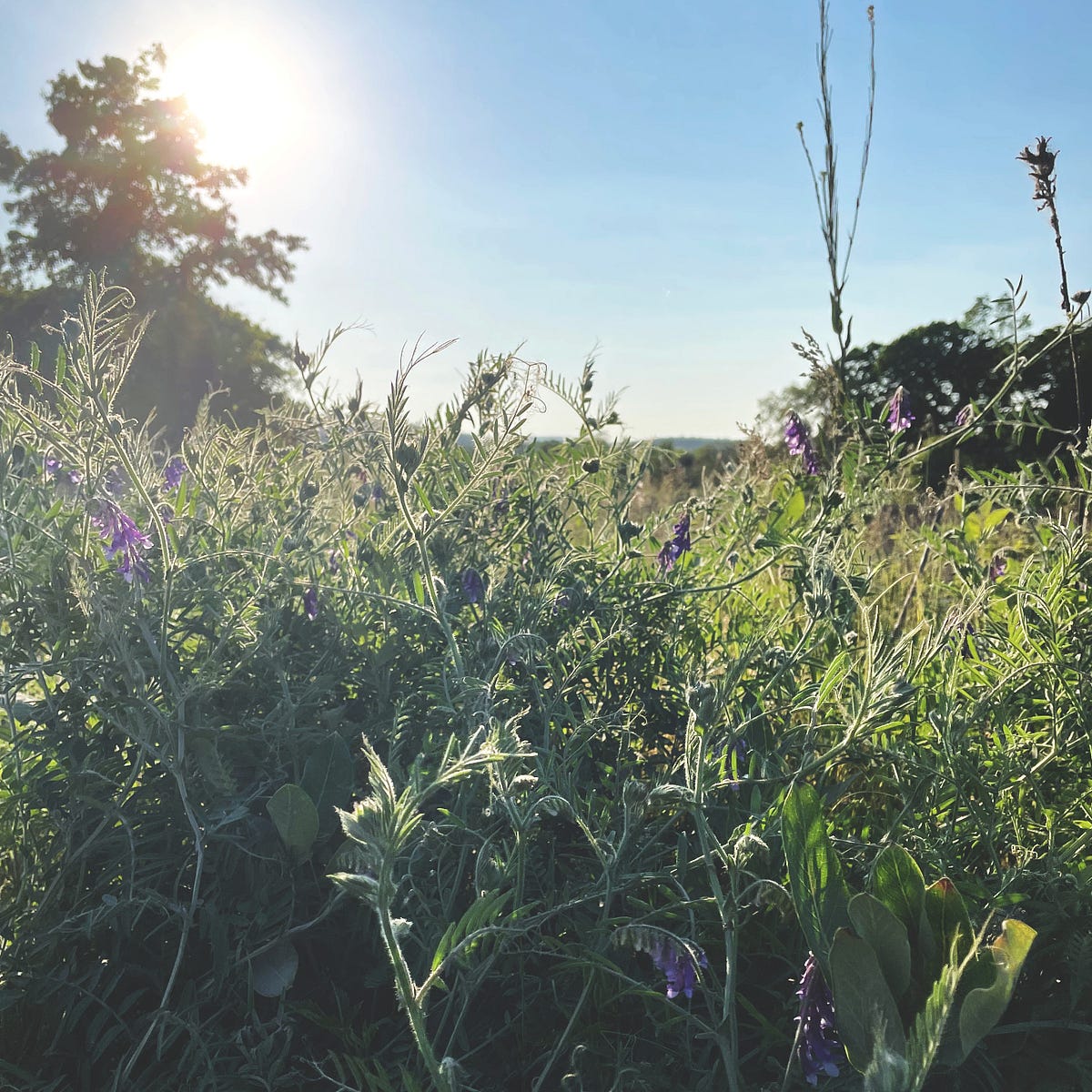 Listening to the Grass. Reflections on my wild front yard | by Allisonn ...