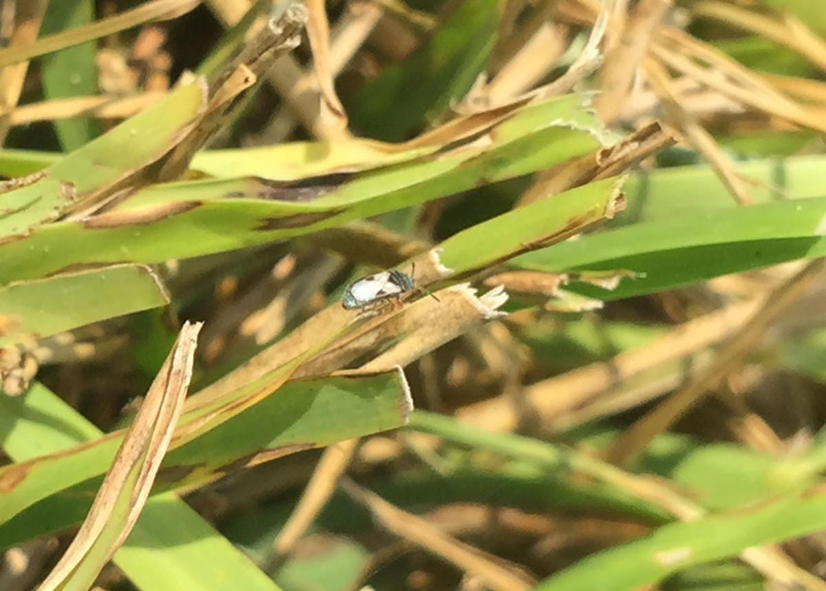 How Do I Identify Chinch Bug Infestations on My Lawn? | by Green Arbor ...