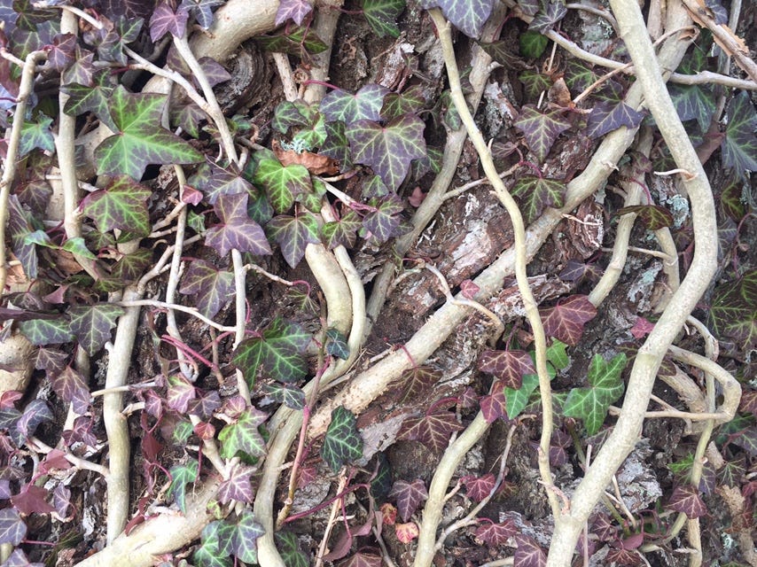 Transformational forms metamorphosed - Johannes Duelund - Medium