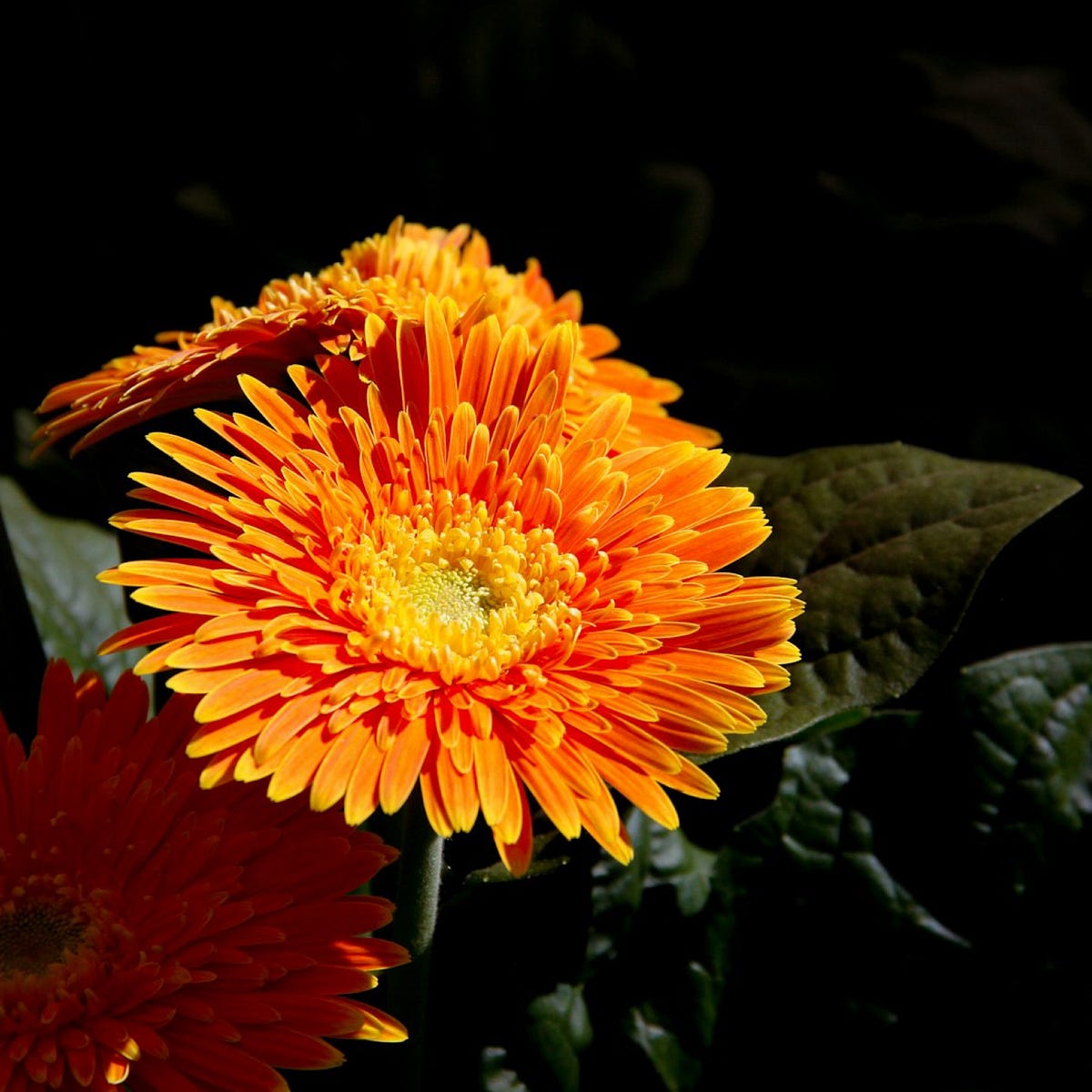 Gerbera - stórt hjarta - Medium