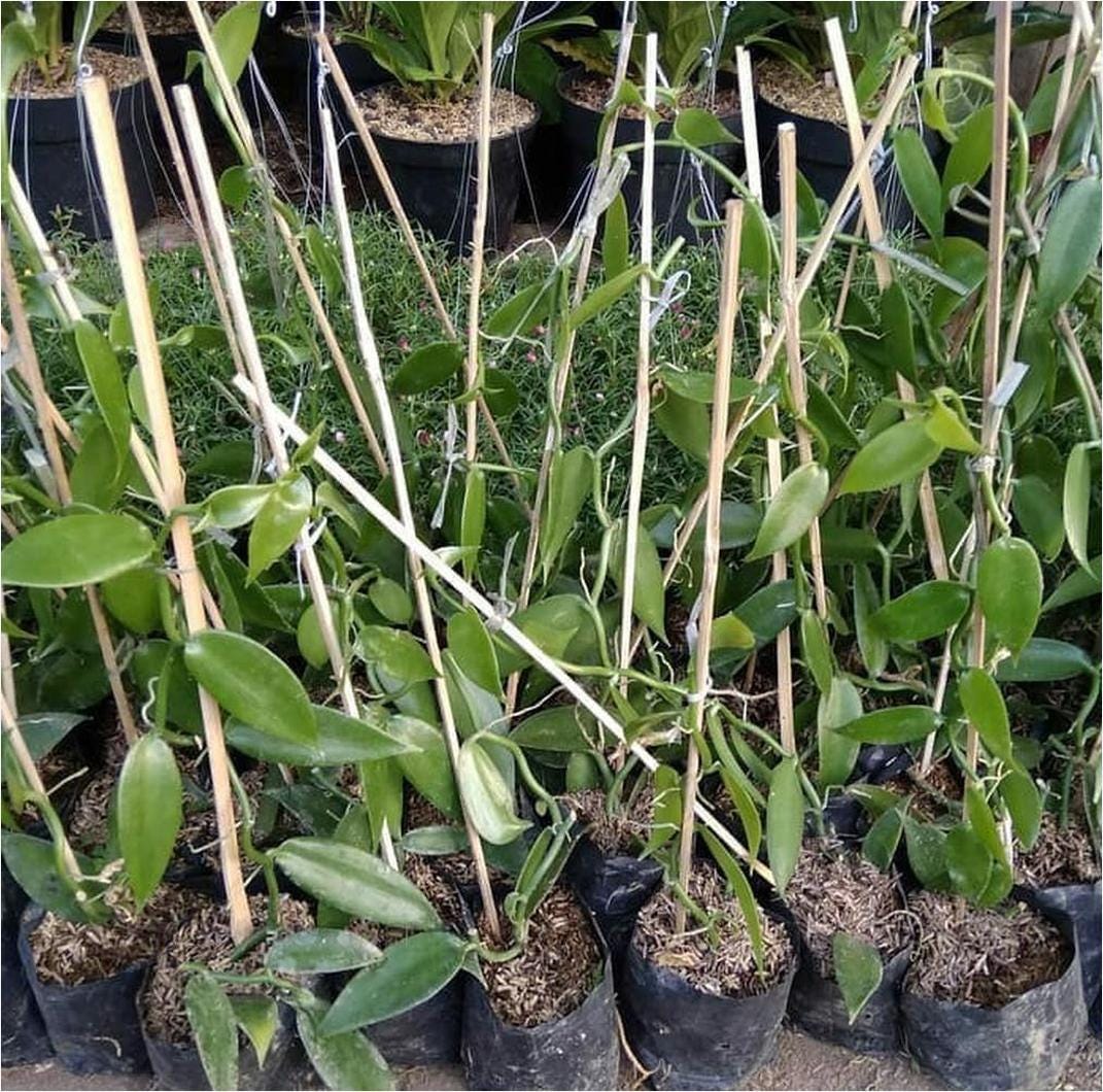 Bibit Vanili Tanaman Vanilla Trenggalek | by Damarplantys | Medium