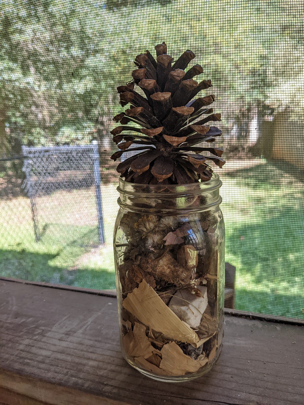 Every Kid Should Have a Nature Jar | by Sam Cook | Medium