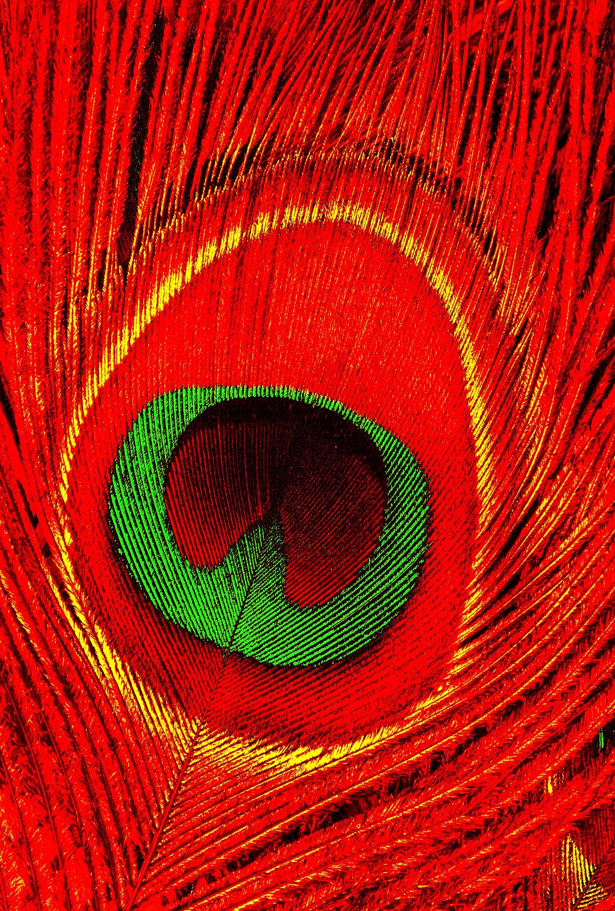 Red Peacocks. are they for real? | by Jenine Bsharah Baines | Medium