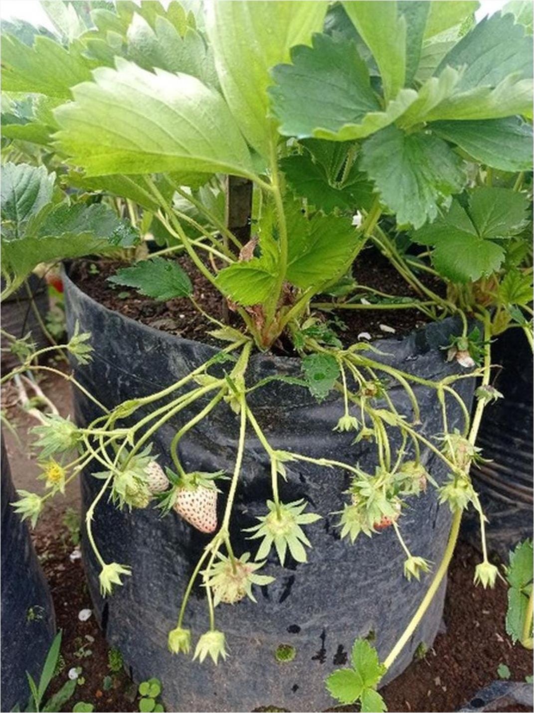 Indukan Strawberry Akihime Jepang Berbunga Kota Bekasi | by Joyokarto ...