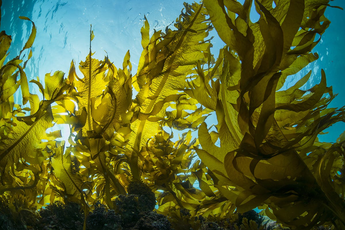 Kelp Farming | The Big Blue Climate Solution | by Noreen Wise | Gallant ...