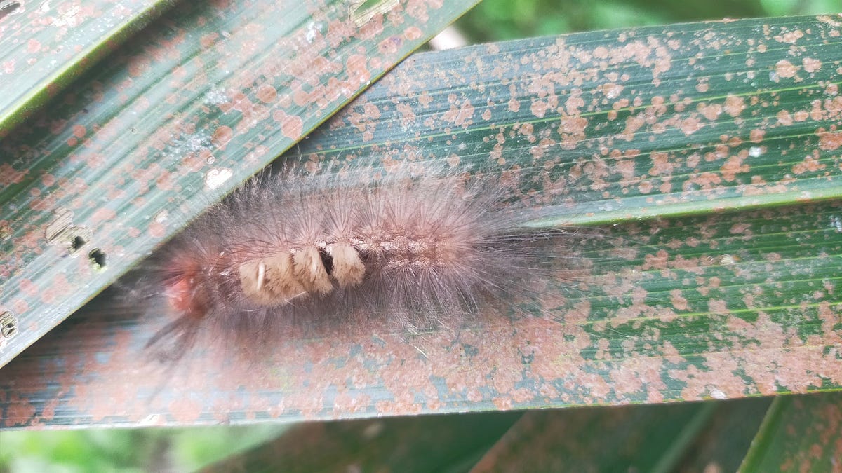 Dark Dasychira sp. morphological description in Oil Palm, North ...