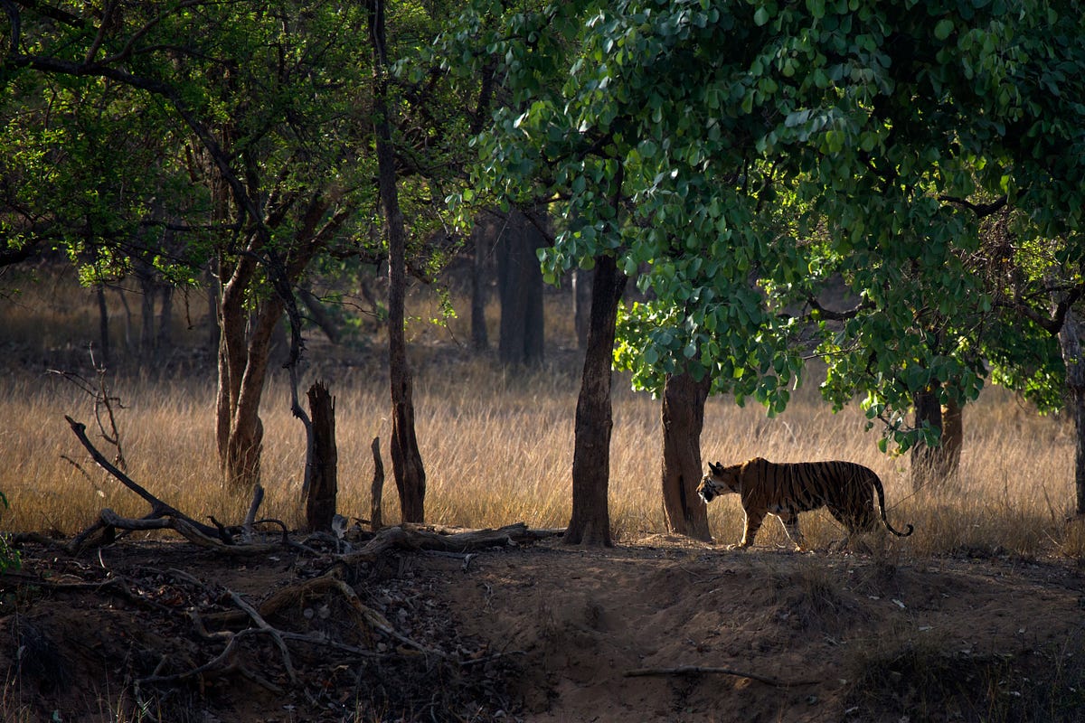 Pench Wild Holiday Safari in India | by Village Machaan | Medium