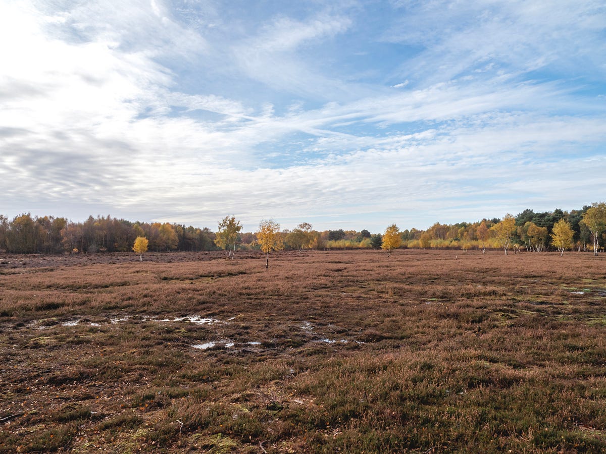 Seasonal Strolls Around Skipwith Common | by AngieDawn | Nov, 2024 | Medium