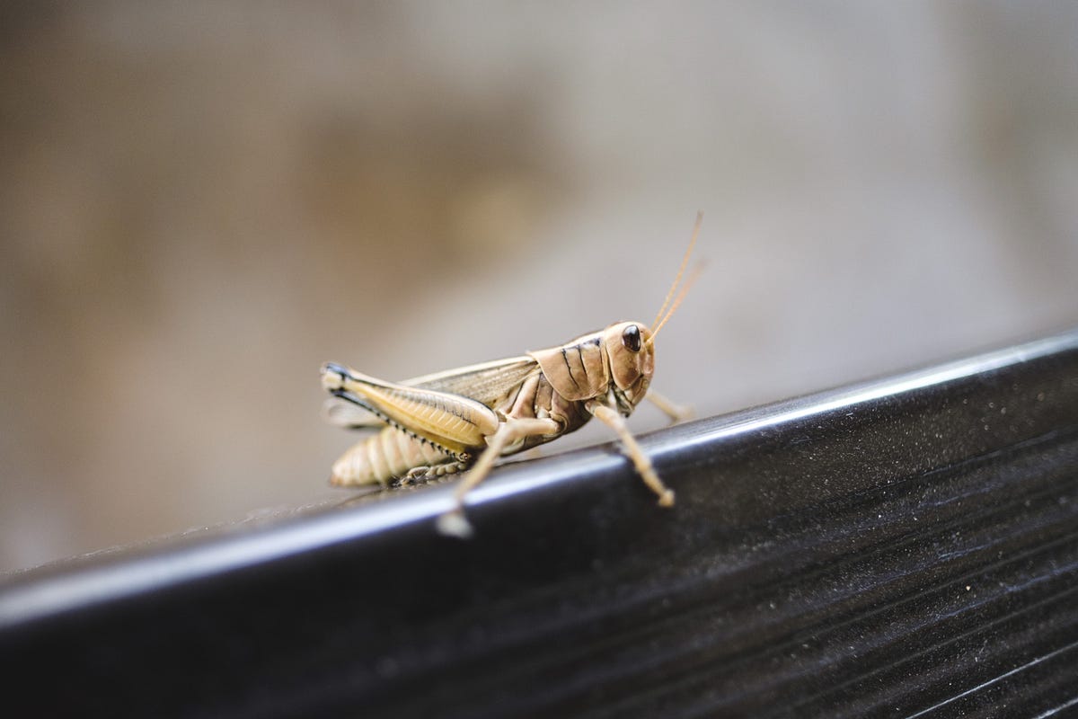 Load Testing at Scale with Locust | by Paul Becotte | Narrativ