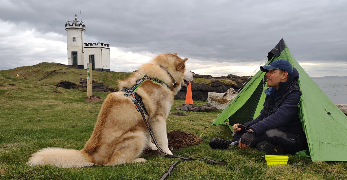 Dog harness cornucopia. Through no fault of my own I found… | by ...