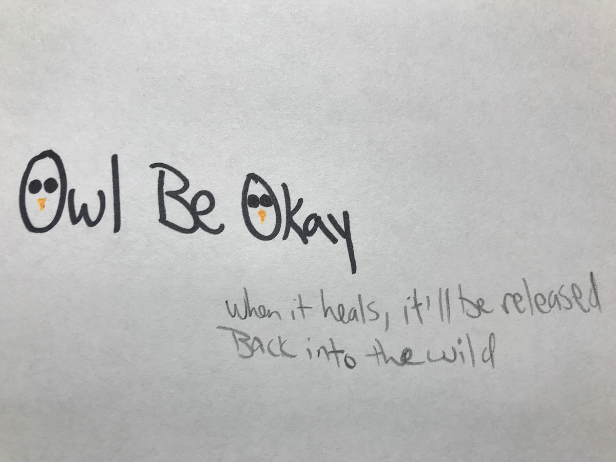 Owl Be Okay. A poem | by Megan Nicole Morgan | Paper Poetry | Dec, 2025 ...